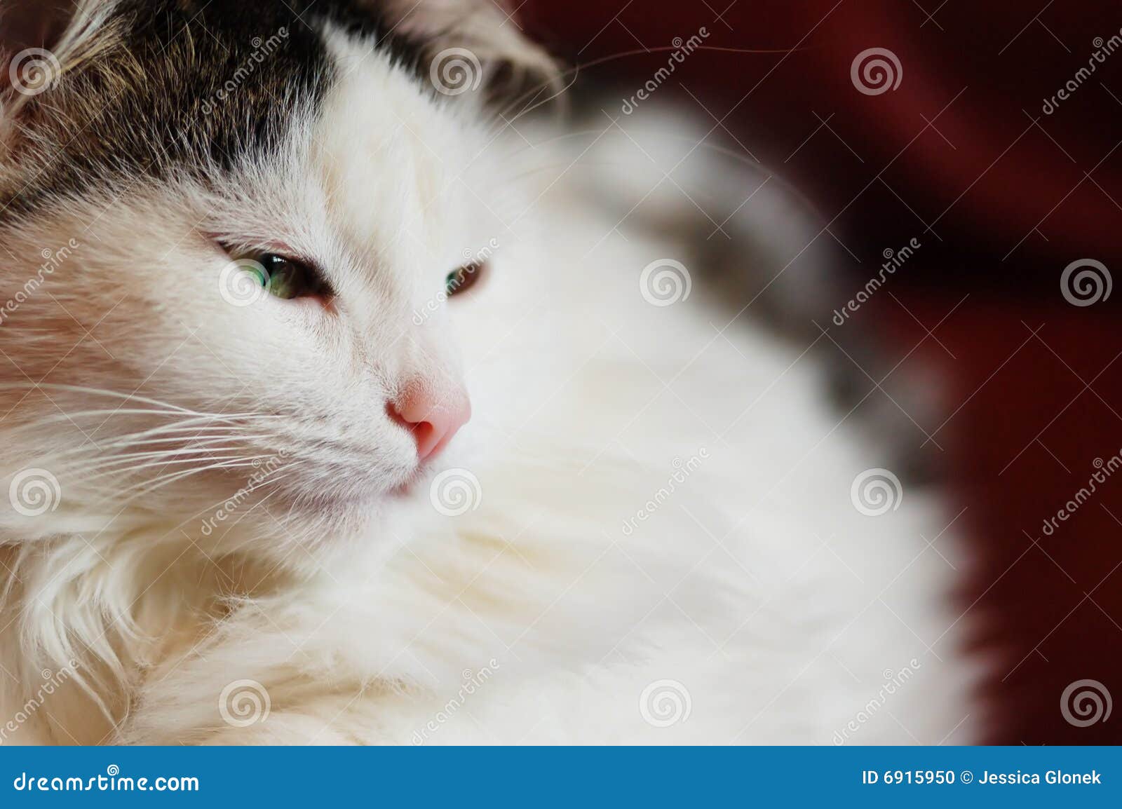 Tired cat stock photo. Image of mammal, friend, whisker - 6915950