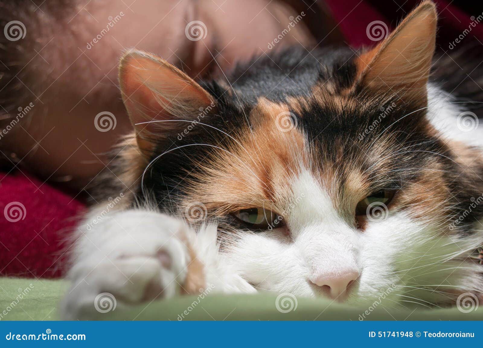Tired cat look stock photo. Image of hairy, pets, animal - 51741948