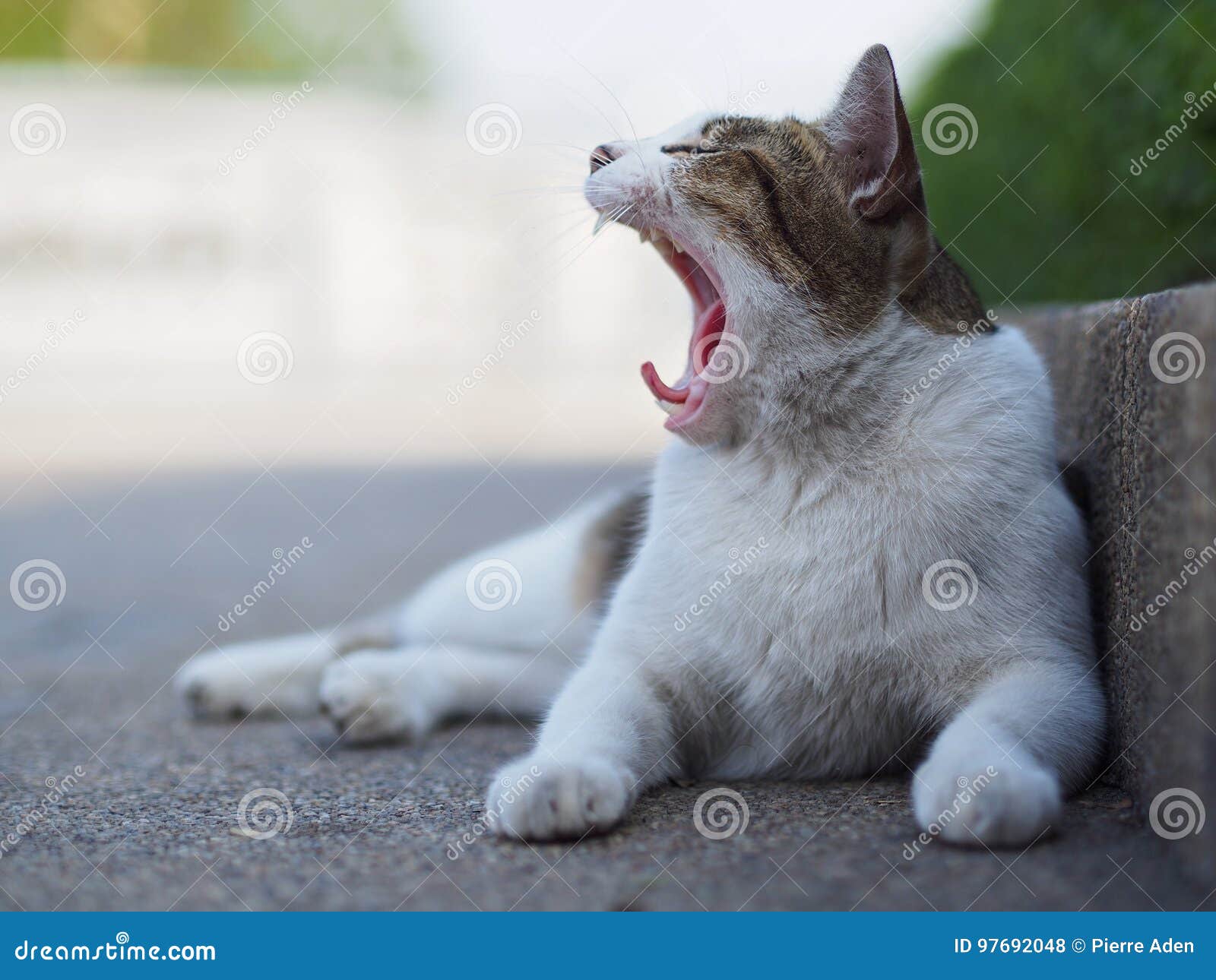 Tired cat stock photo. Image of soft, domestic, feline - 97692048