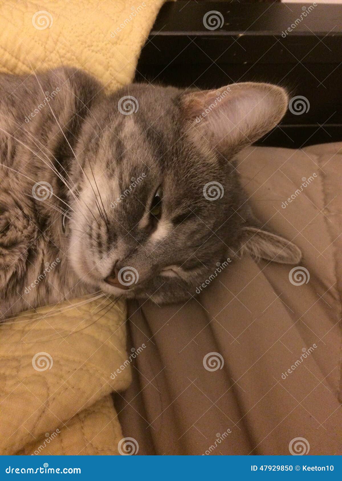 Tired cat stock photo. Image of tired, grey, wake - 47929850
