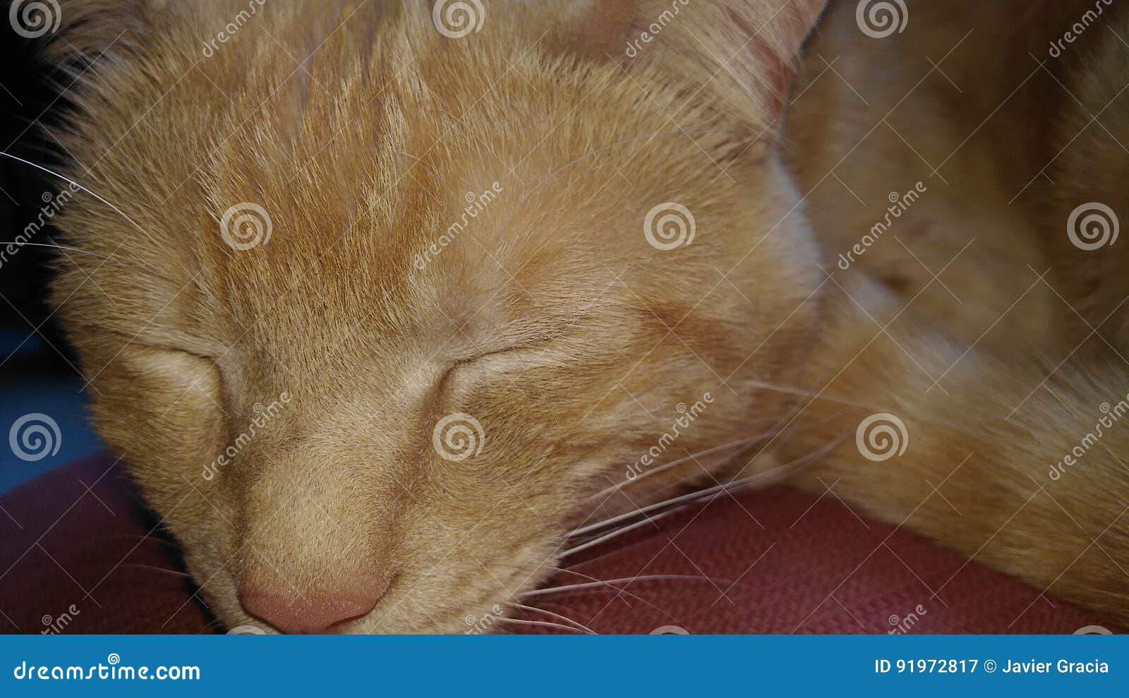 Tired cat stock image. Image of abyssinian, tired, snout - 91972817
