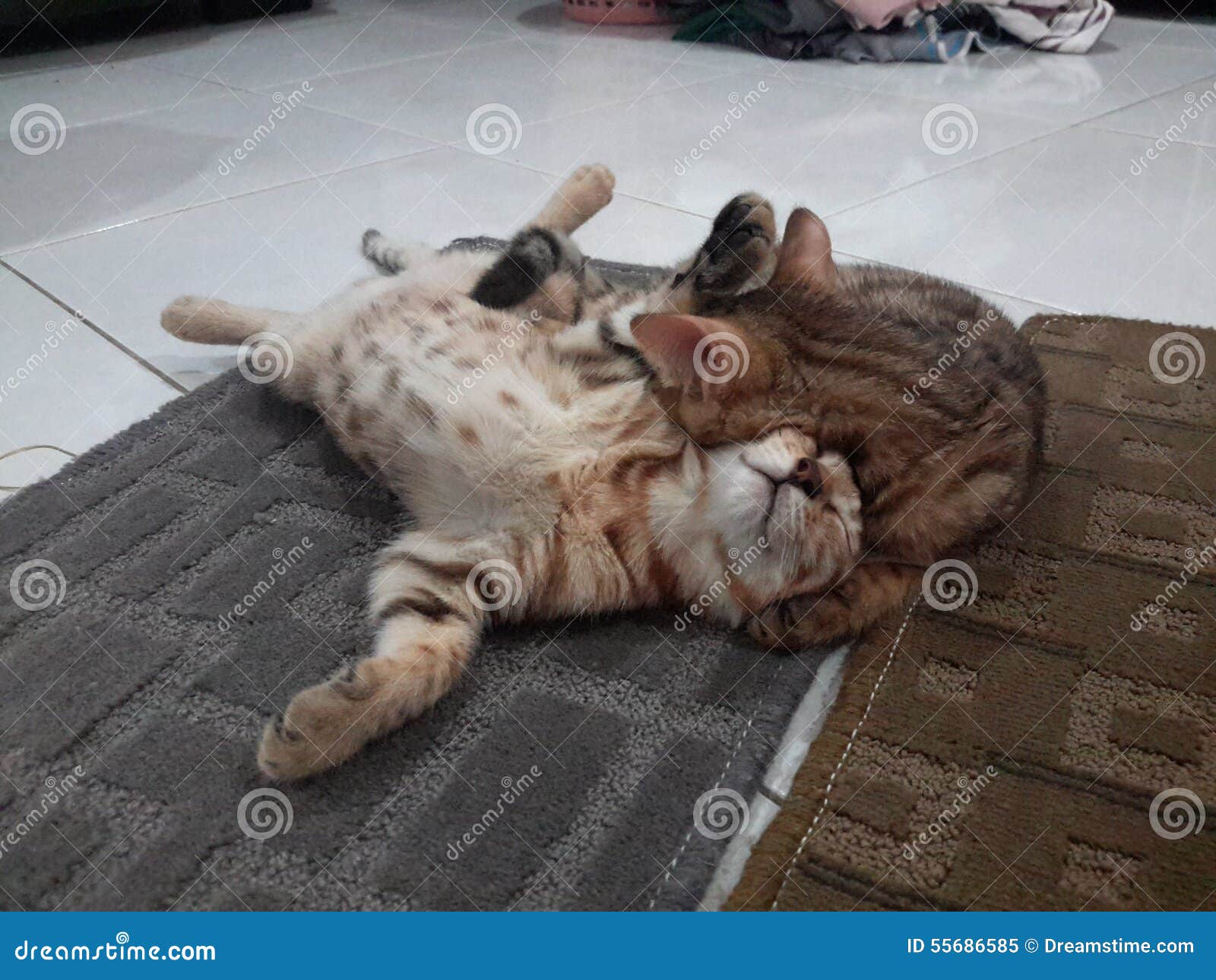 Tired stock image. Image of rest, cats, love, tired, cute - 55686585