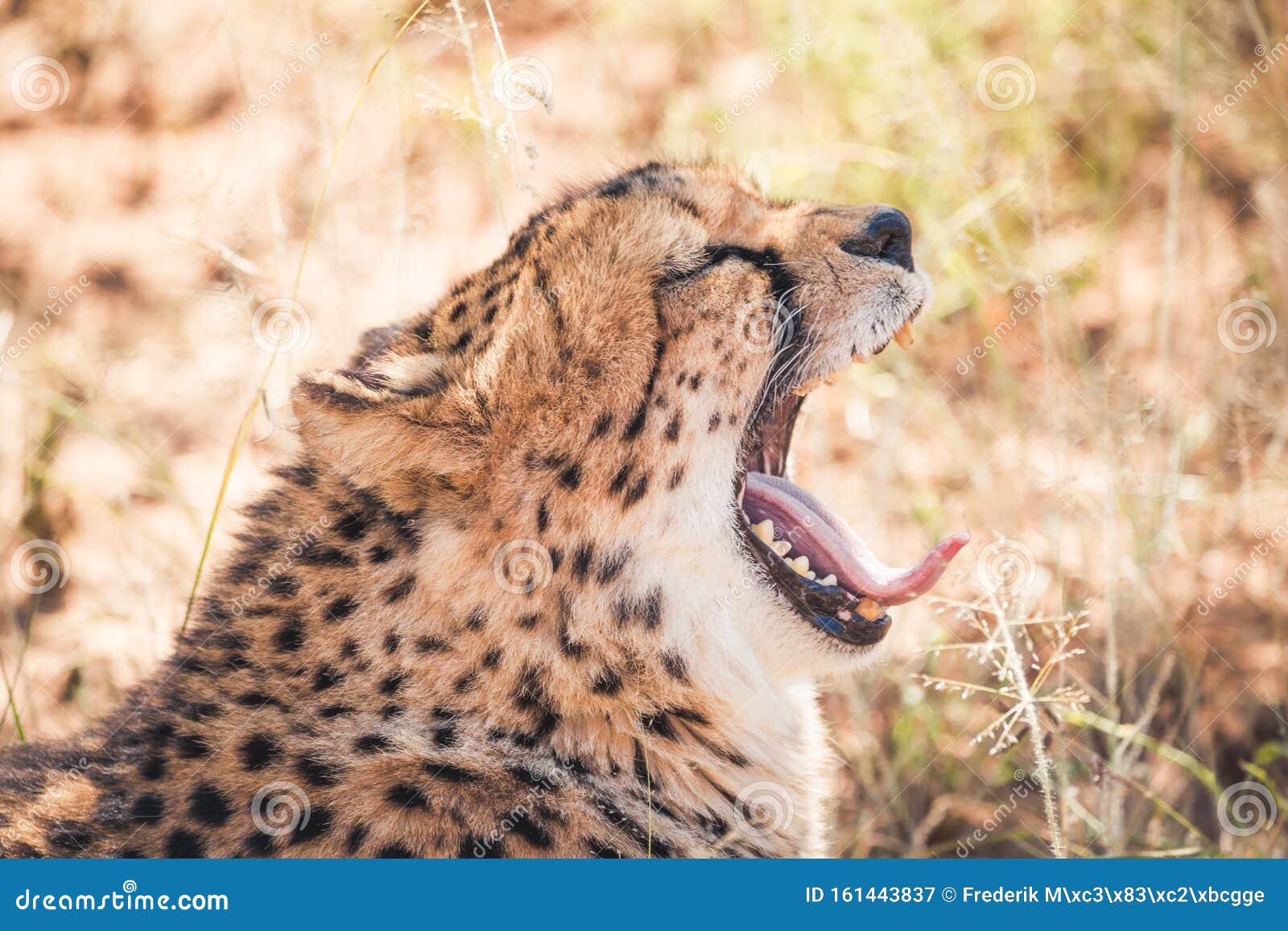 Cheetah Yawn Stock Photos - Download 193 Royalty Free Photos