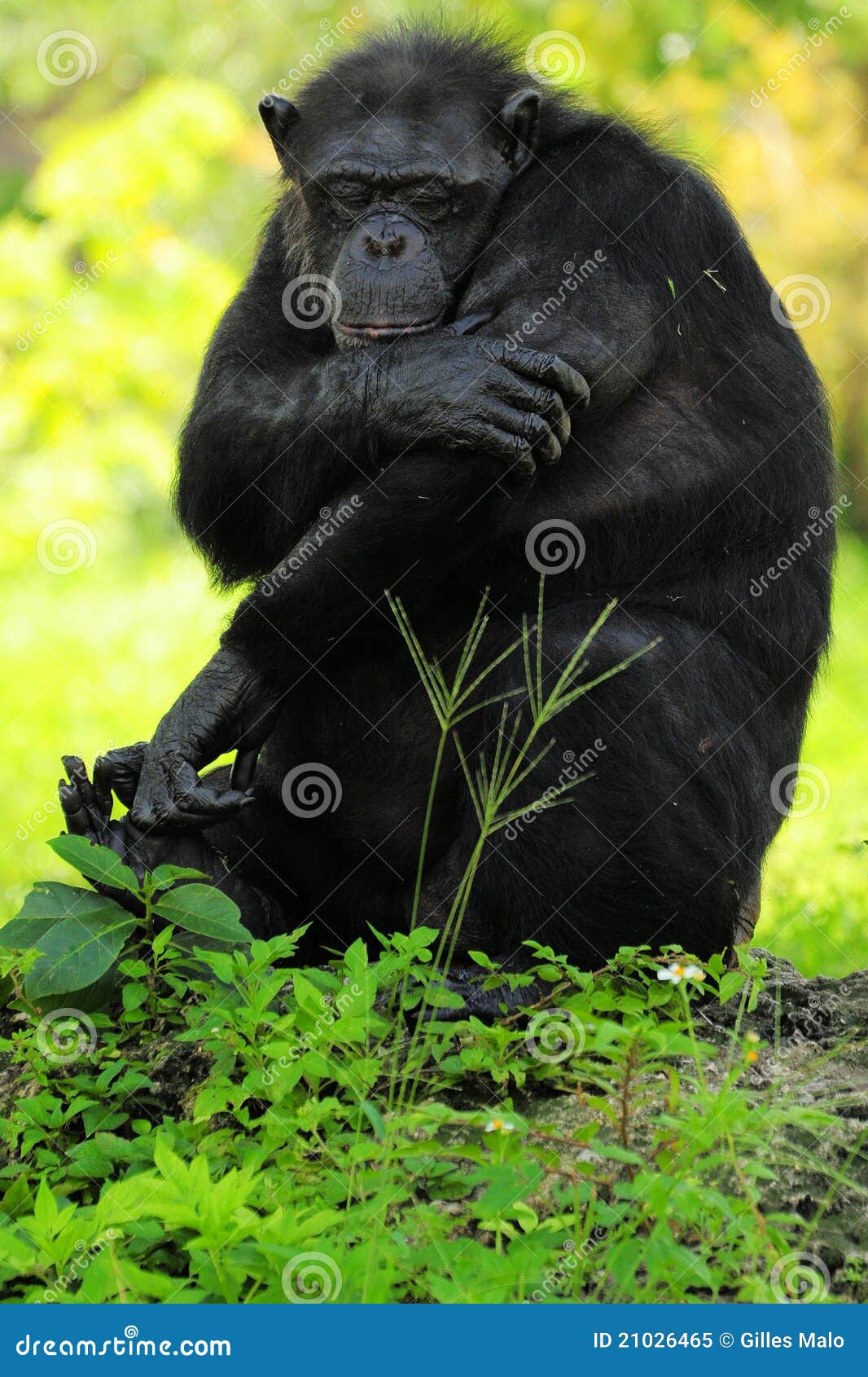 Tired Chimp stock image. Image of legs, long, sleeping - 21026465