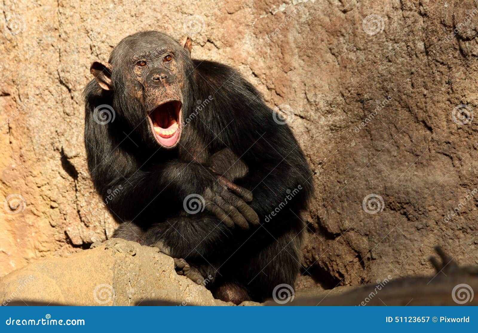 Tired Chimpanzee stock image. Image of young, human, riends - 51123657