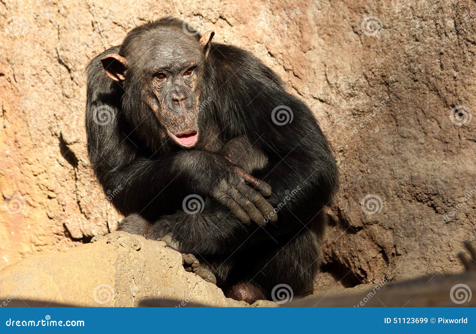 Tired Chimpanzee stock image. Image of chimp, kiss, rope - 51123699