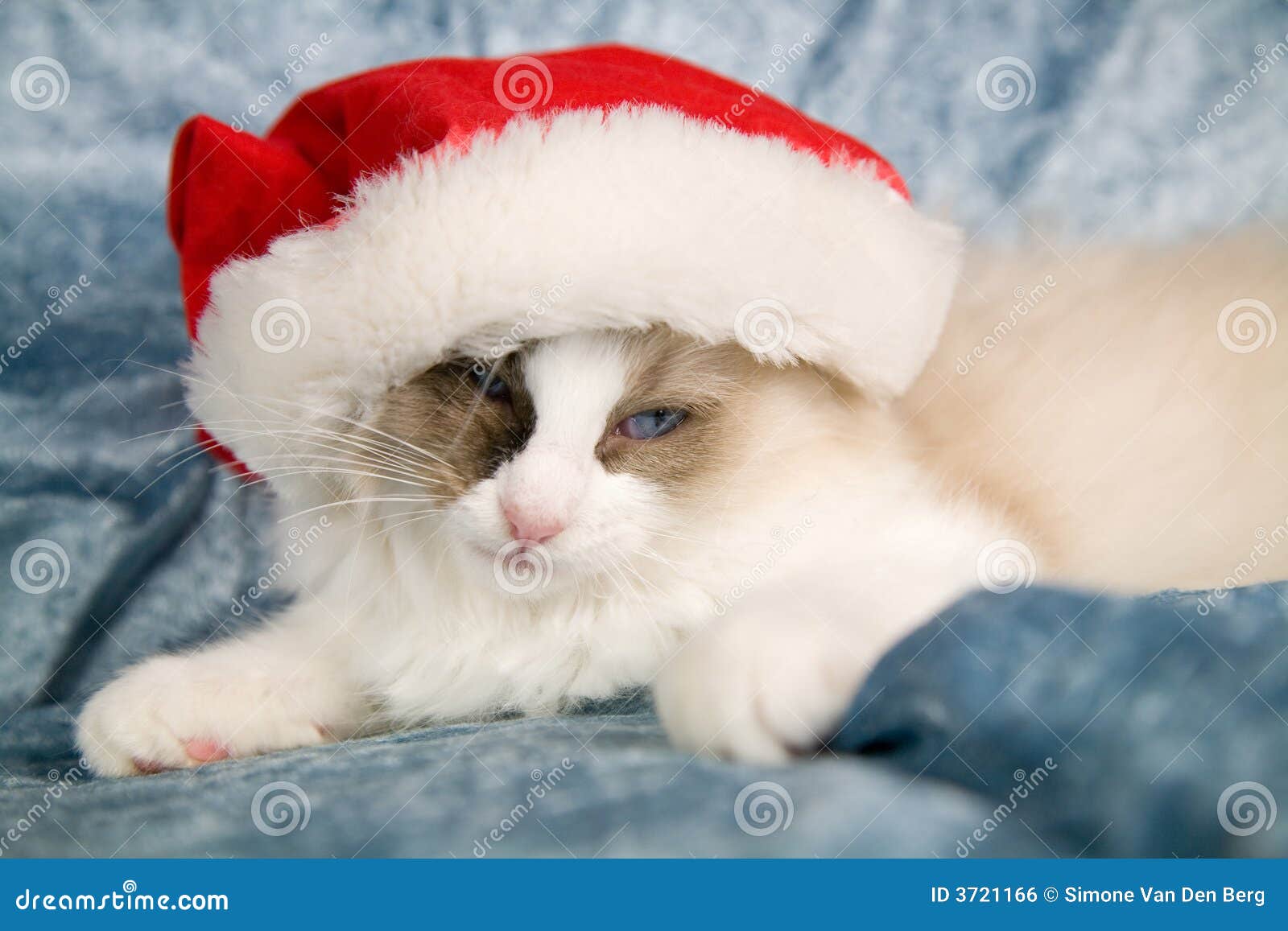 Tired of Christmas stock photo. Image of young, holiday - 3721166