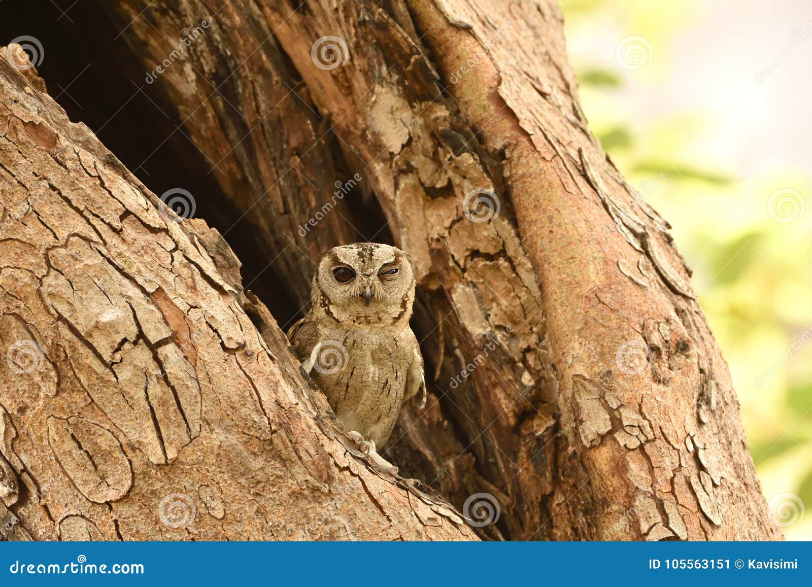 Tired Owl Stock Photos - Royalty Free Images