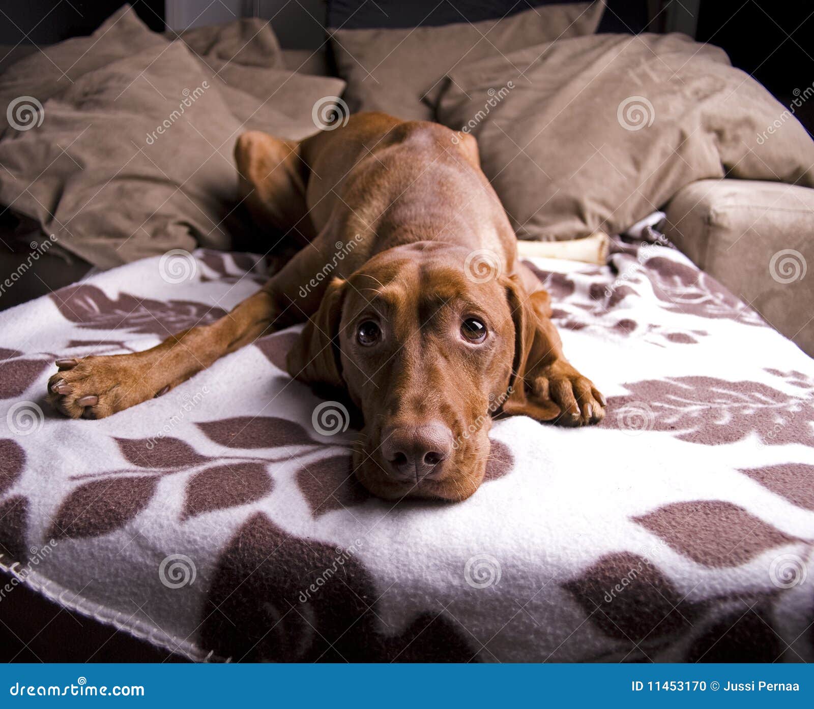 Tired cute dog. stock photo. Image of cute, adorable - 11453170