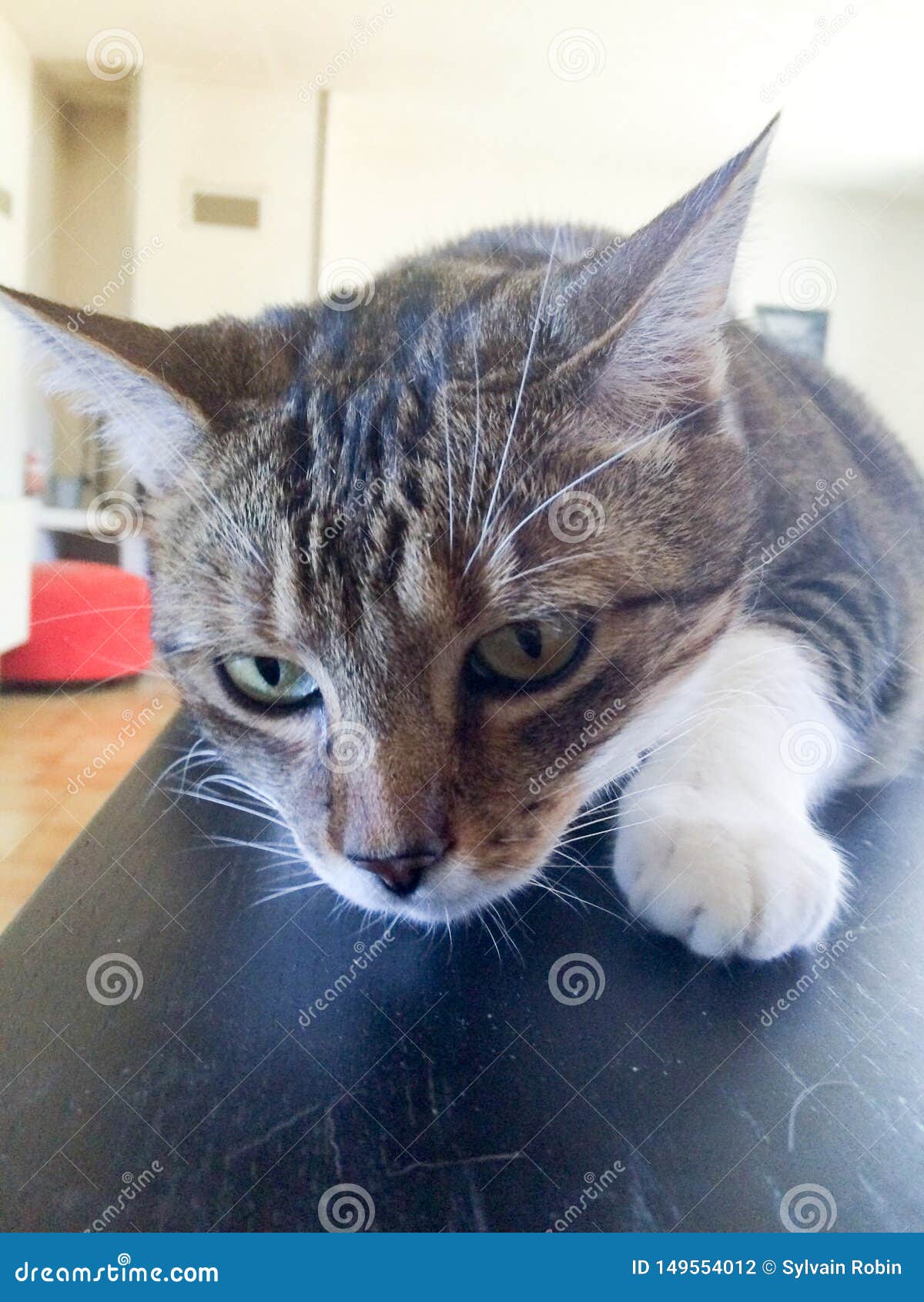 Tired Cute Grey Happy Cat is Lying Stock Photo - Image of pedigreed ...