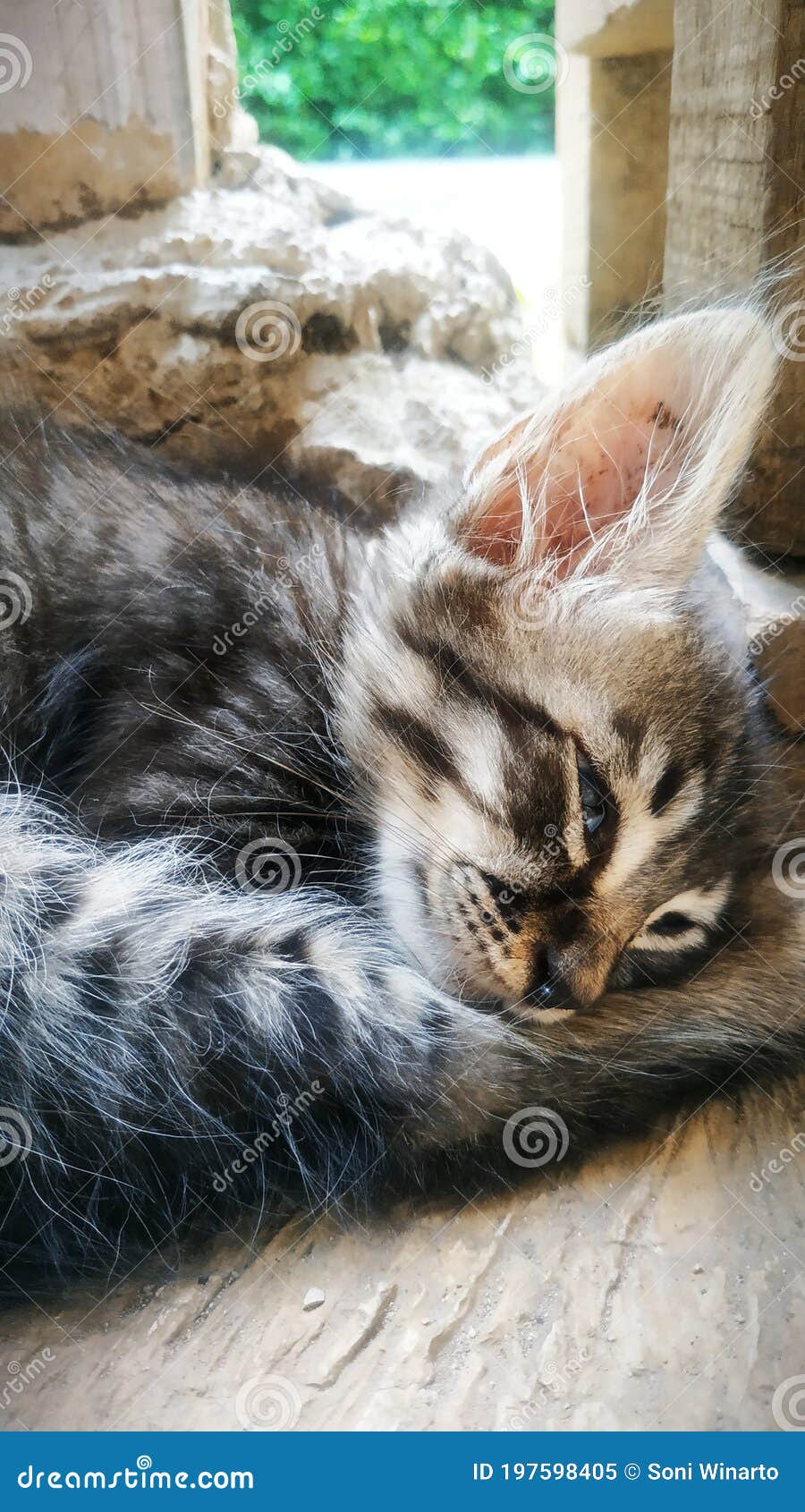 Tired cute kitty stock image. Image of kitten, kitty - 197598405