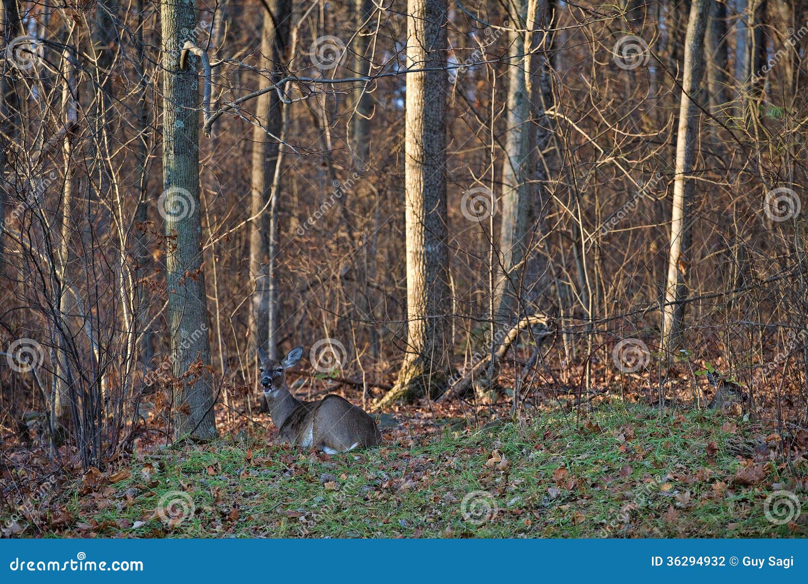 Tired deer stock photo. Image of animal, autumn, woods - 36294932