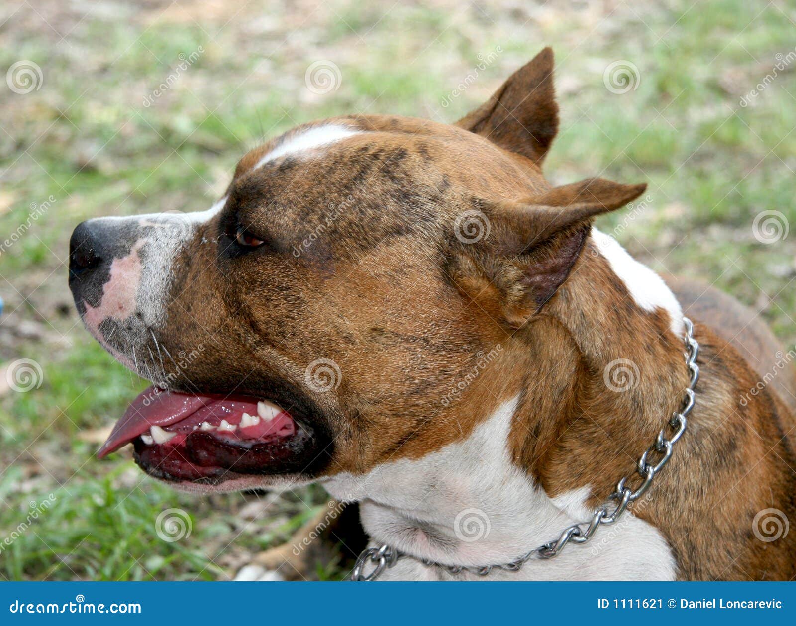 Tired dog stock image. Image of look, sitting, stanford - 1111621