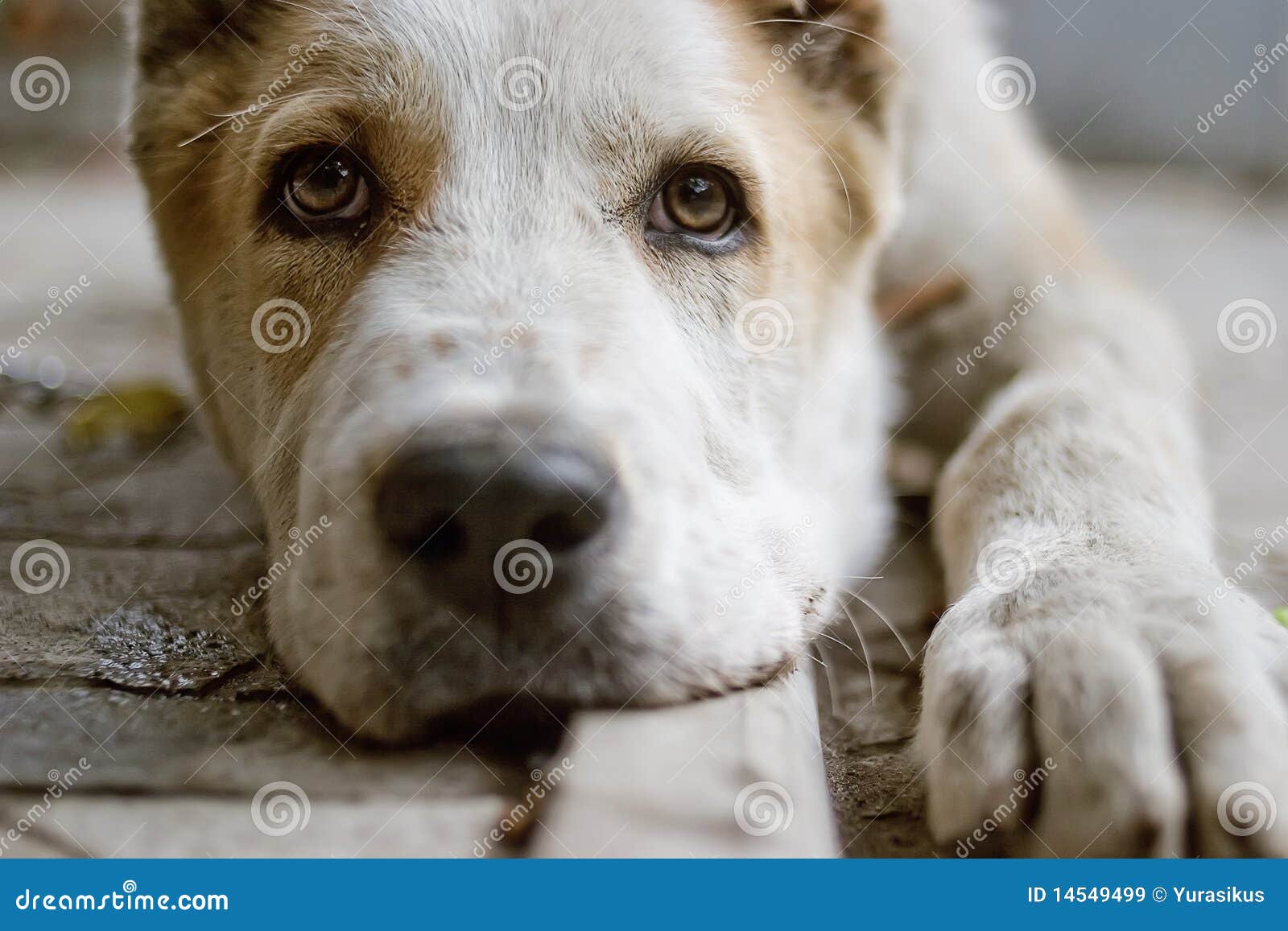 Tired dog stock image. Image of business, believing, living - 14549499