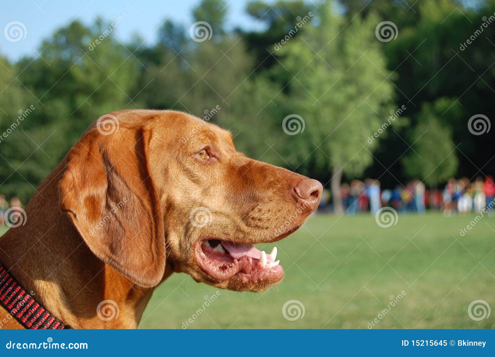 Tired Dog stock image. Image of nature, looking, tired - 15215645