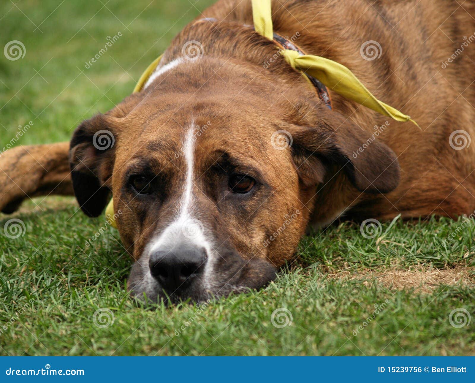 Tired dog stock photo. Image of sleep, brown, boxer, animal - 15239756