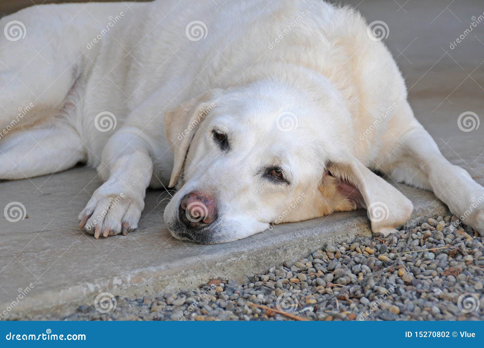 Tired Dog stock photo. Image of mammal, cute, purebred - 15270802