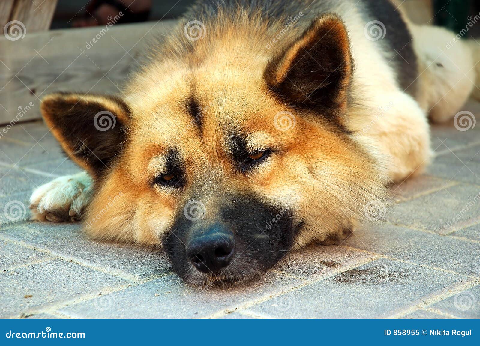 Tired dog stock image. Image of face, tired, sleepy, help - 858955