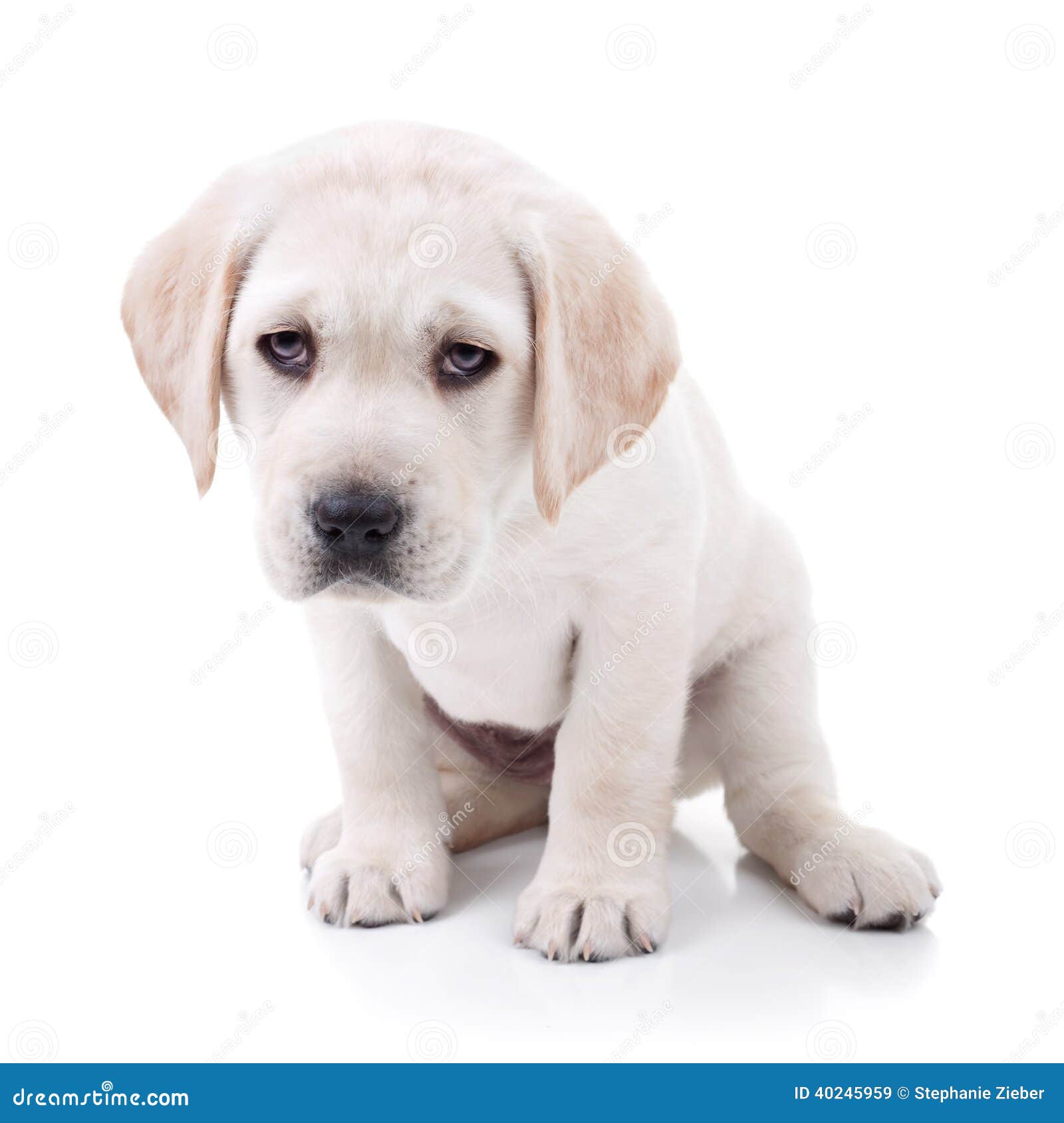 Tired Dog stock image. Image of isolated, depressed, drowsy - 40245959