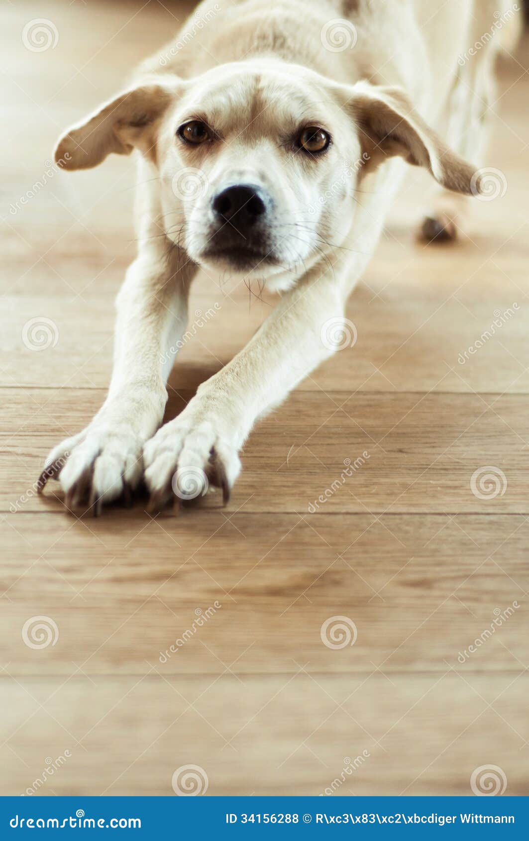 Tired dog stock photo. Image of eyes, bright, curiosity - 34156288