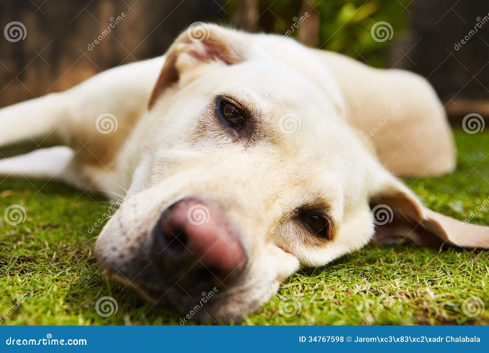 Tired dog stock photo. Image of peacefully, garden, domestic - 34767598