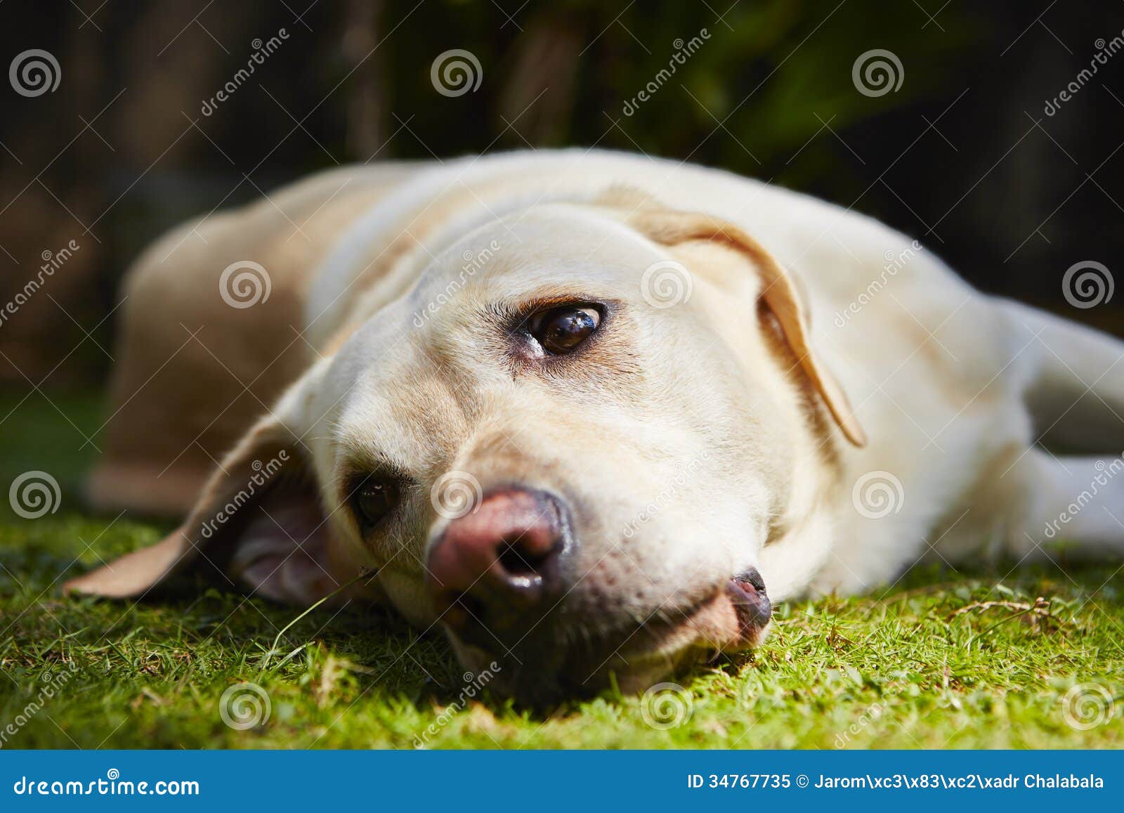 Tired dog stock image. Image of comfortable, alone, relaxation - 34767735