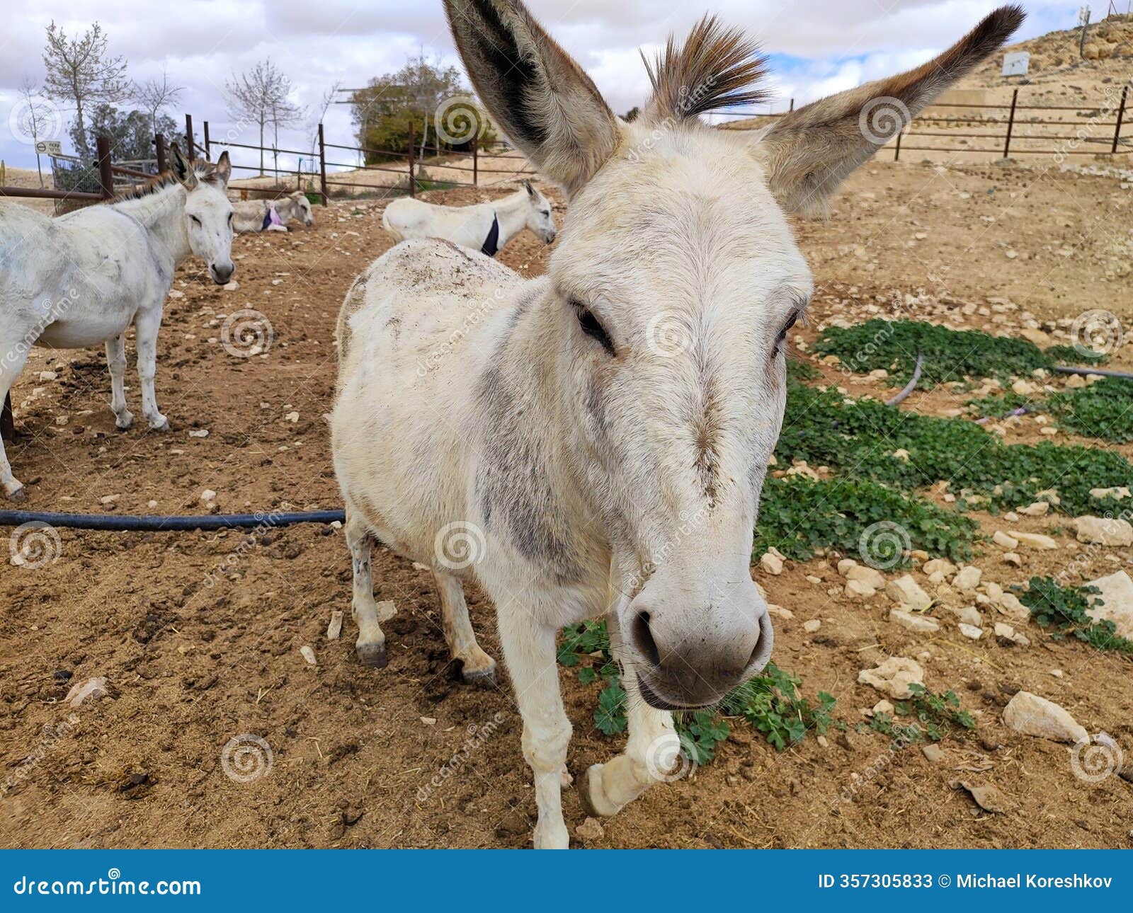 The Tired Donkey Stock Photography | CartoonDealer.com #178078436