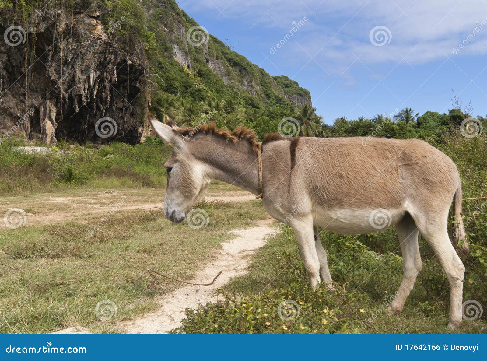 Tired donkey near road stock photo. Image of brown, looking - 17642166