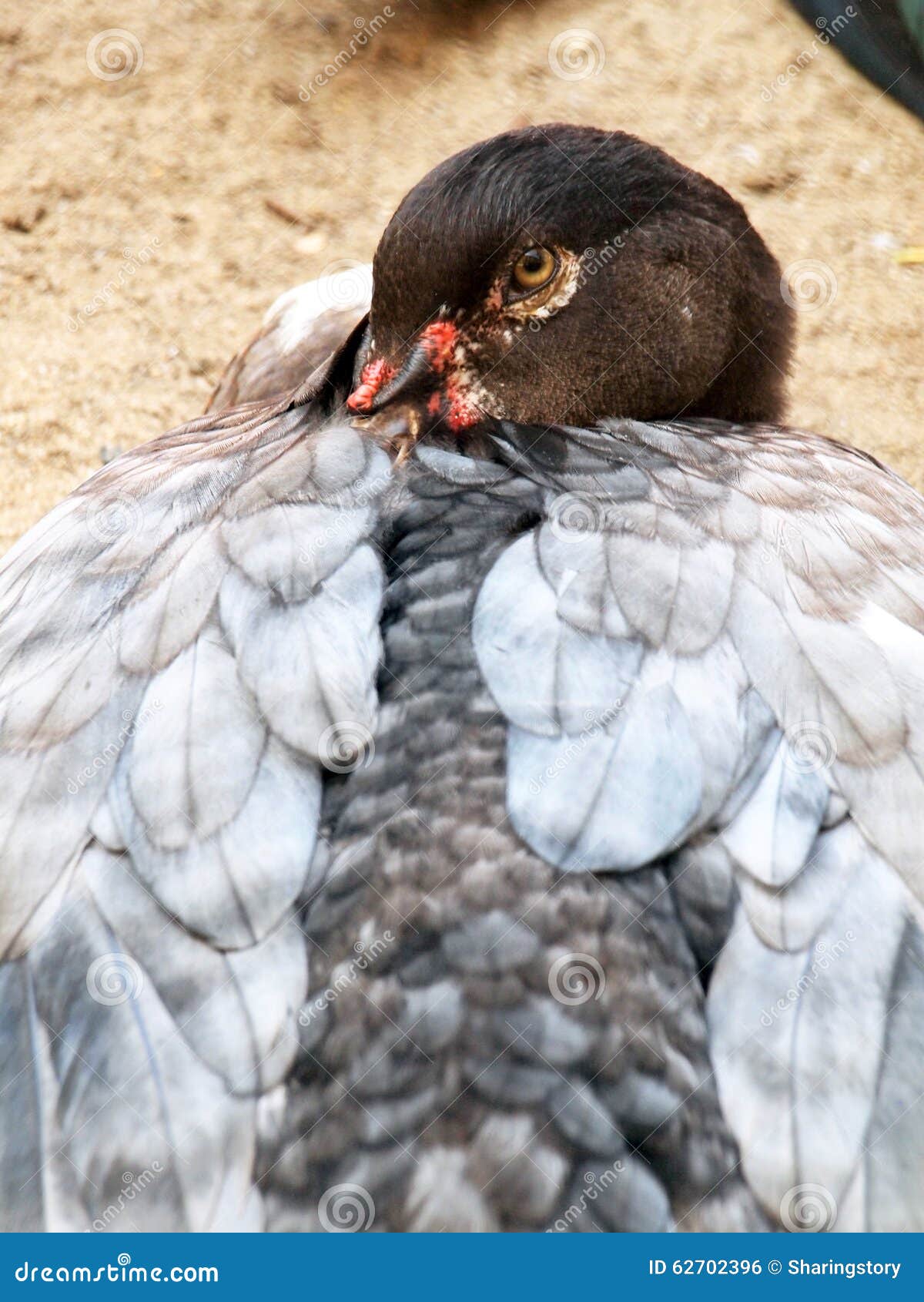 Tired duck sleeping stock photo. Image of cute, clear - 62702396