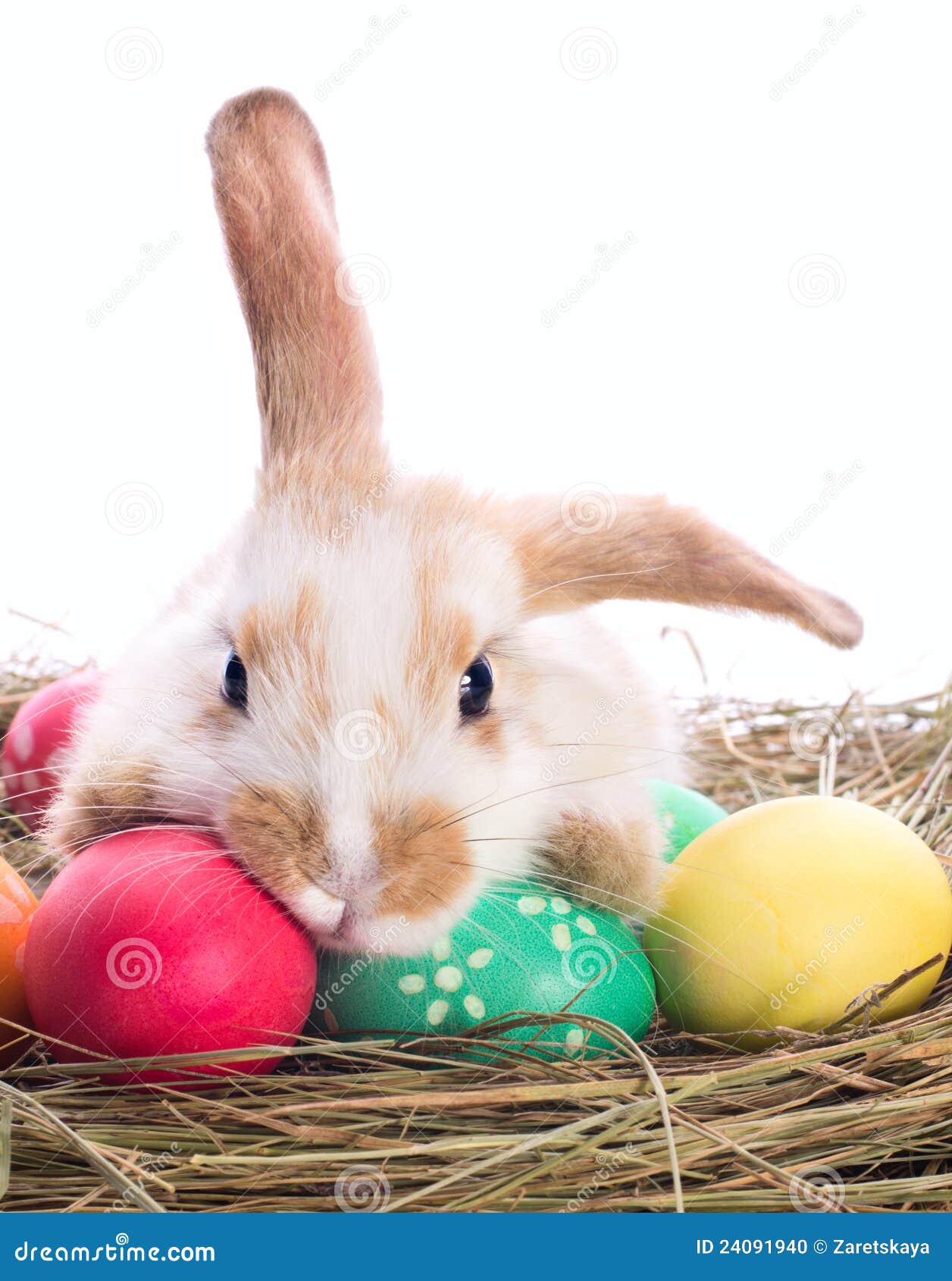 Tired easter bunny stock photo. Image of paint, color - 24091940