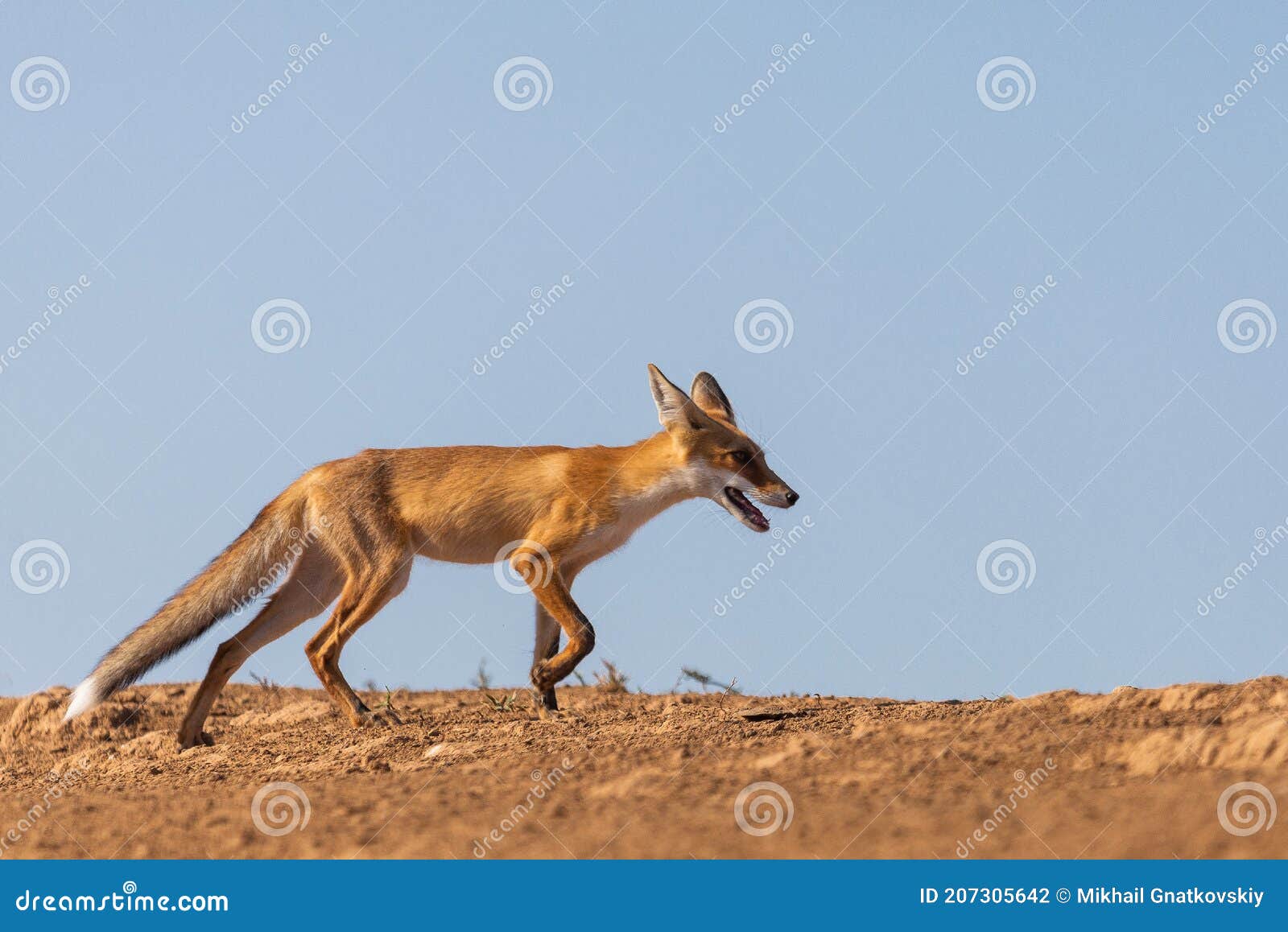 Tired and Emaciated Red Fox on Hot Day in a Steppe Stock Photo - Image ...