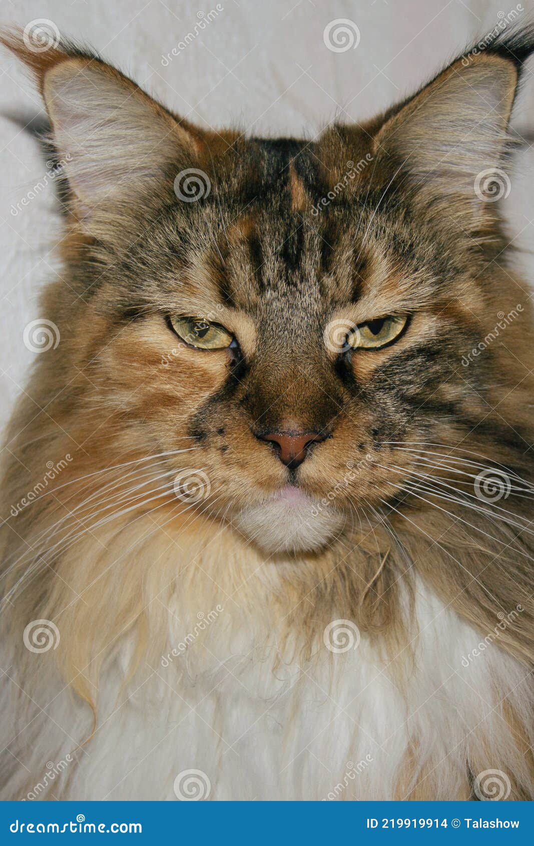 Tired Face of Colored and Fluffy Cats Close Up Stock Photo - Image of ...