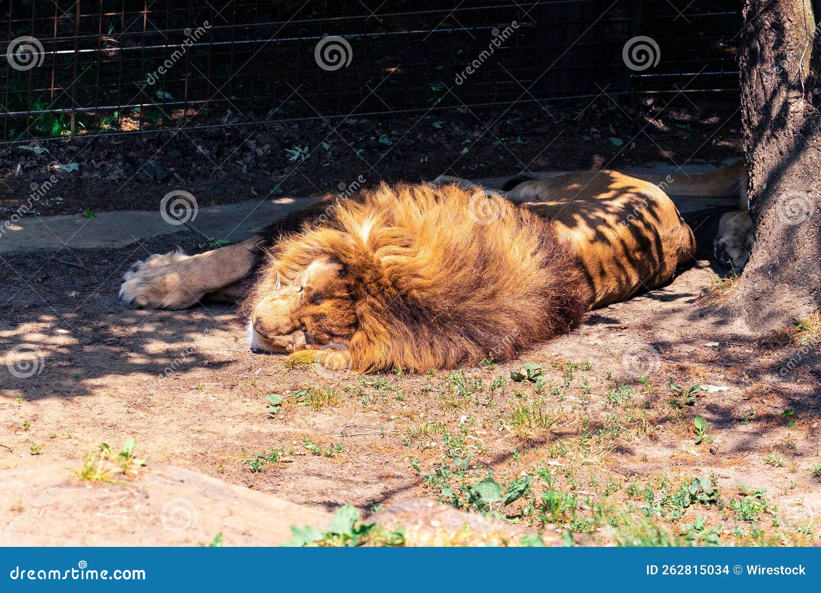 Tired Fluffy Stately Lion Sleeping in a Zoo Behind a Cage Stock Photo ...