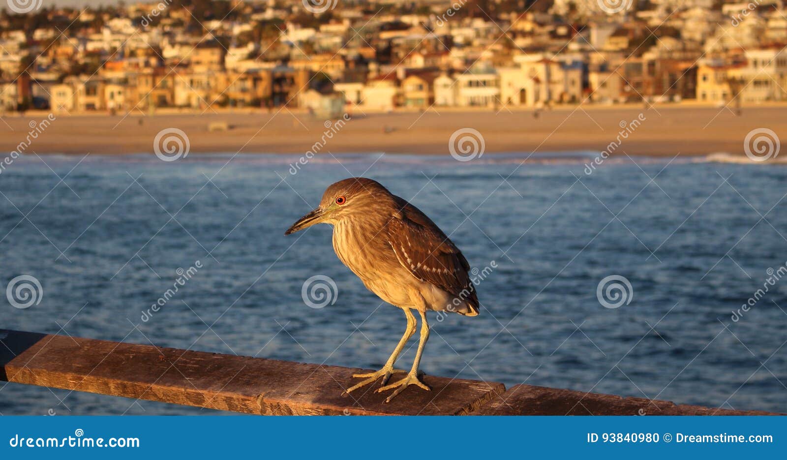 Tired of flying stock photo. Image of open, tired, hills - 93840980