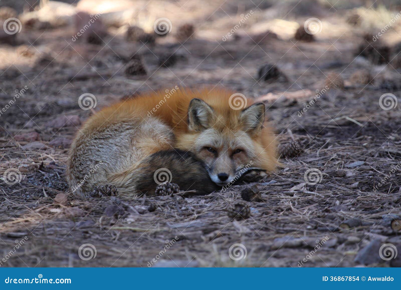Tired fox stock photo. Image of curl, national, shade - 36867854
