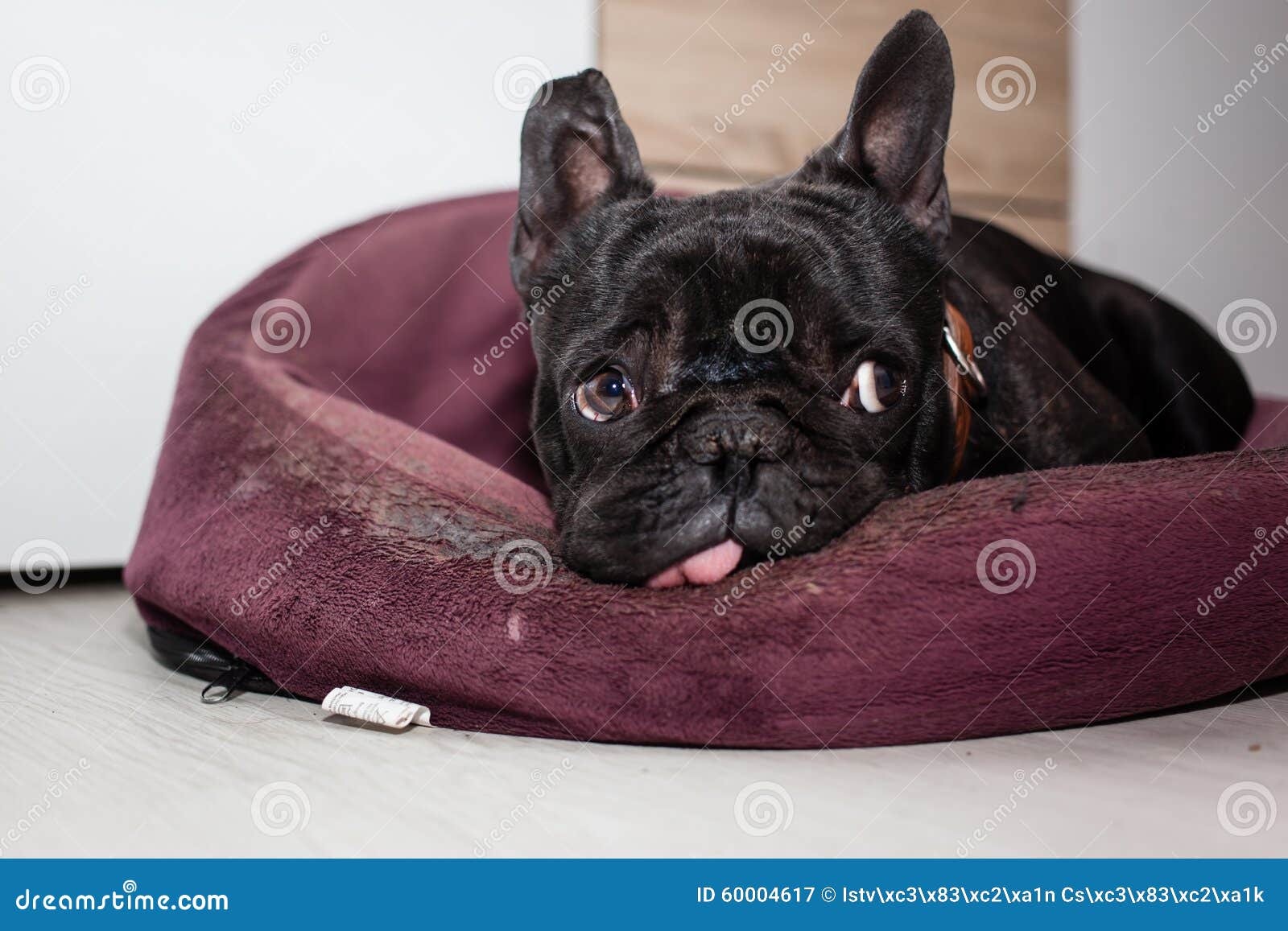 Tired french bulldog stock image. Image of relax, black - 60004617