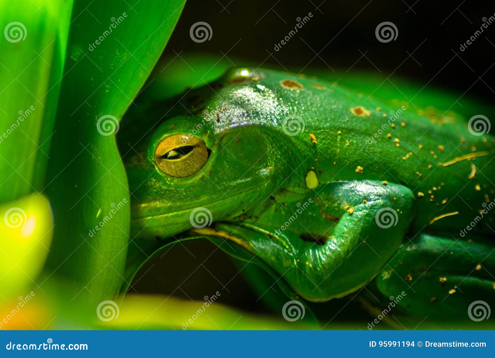 Tired Frog stock photo. Image of animal, green, sleepy - 95991194