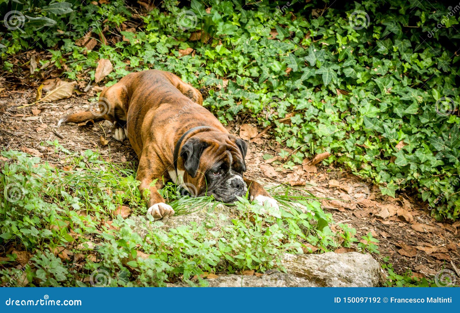Tired german boxer dog stock photo. Image of pedigree - 150097192