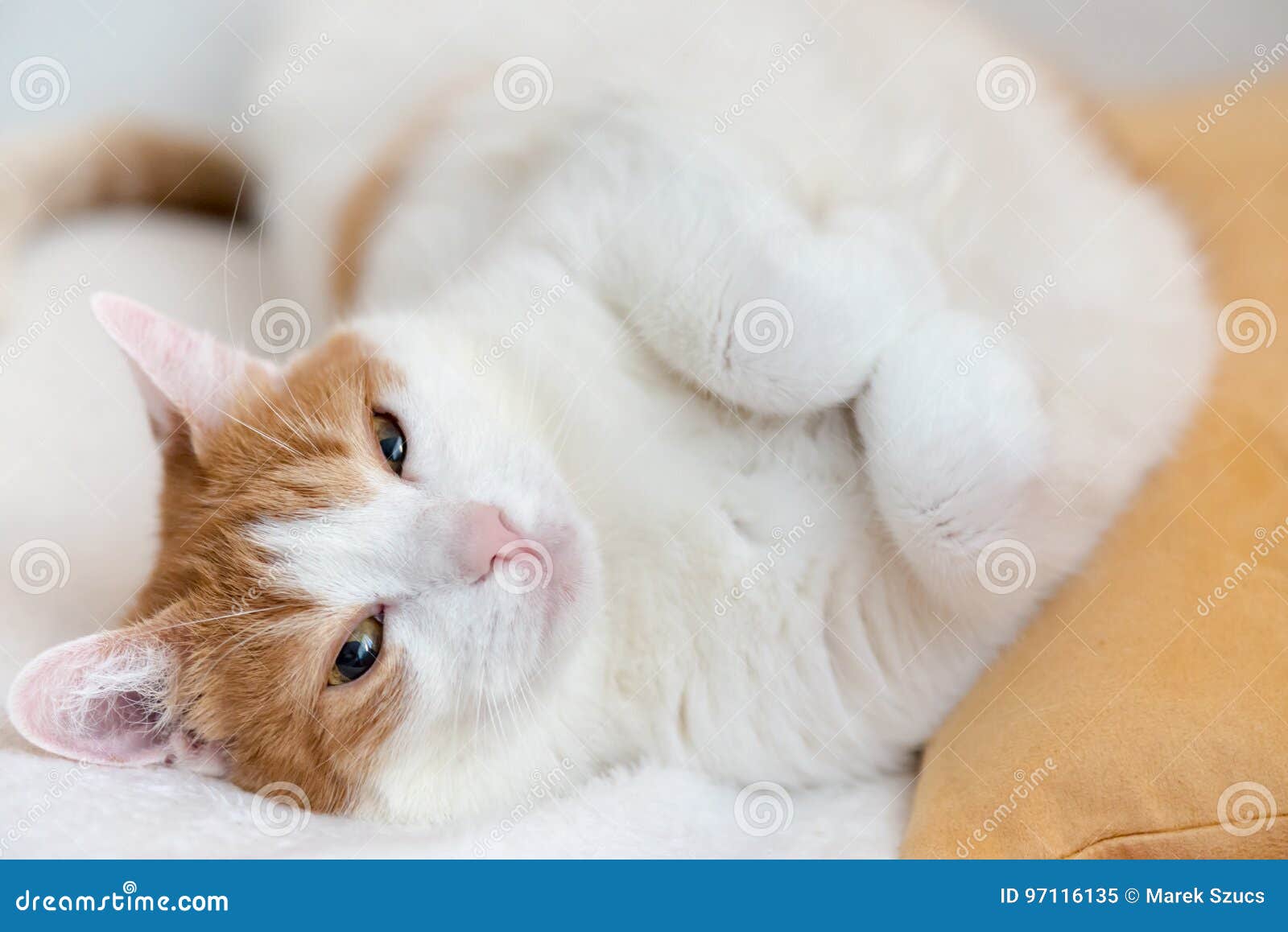 Tired Ginger Cat Rest on Bed and Looking with Pinched Eyes Stock Image ...