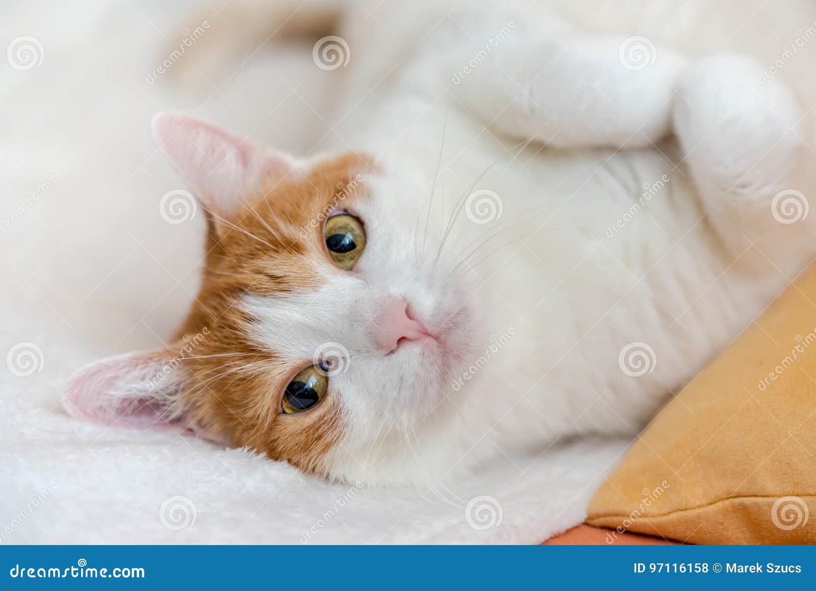 Tired Ginger Cat Rest on Bed with Wide Open Eyes Stock Photo - Image of ...