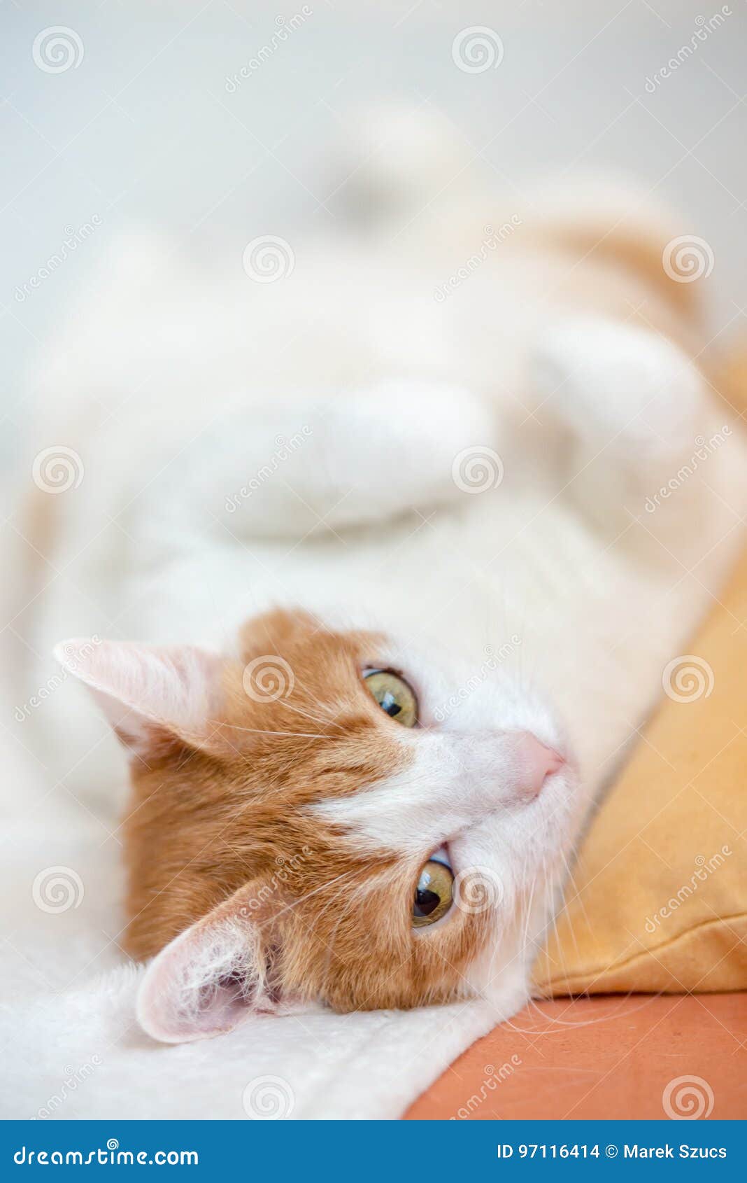 Tired Ginger Cat Rest on Bed with Wide Pinched Eyes Stock Photo - Image ...