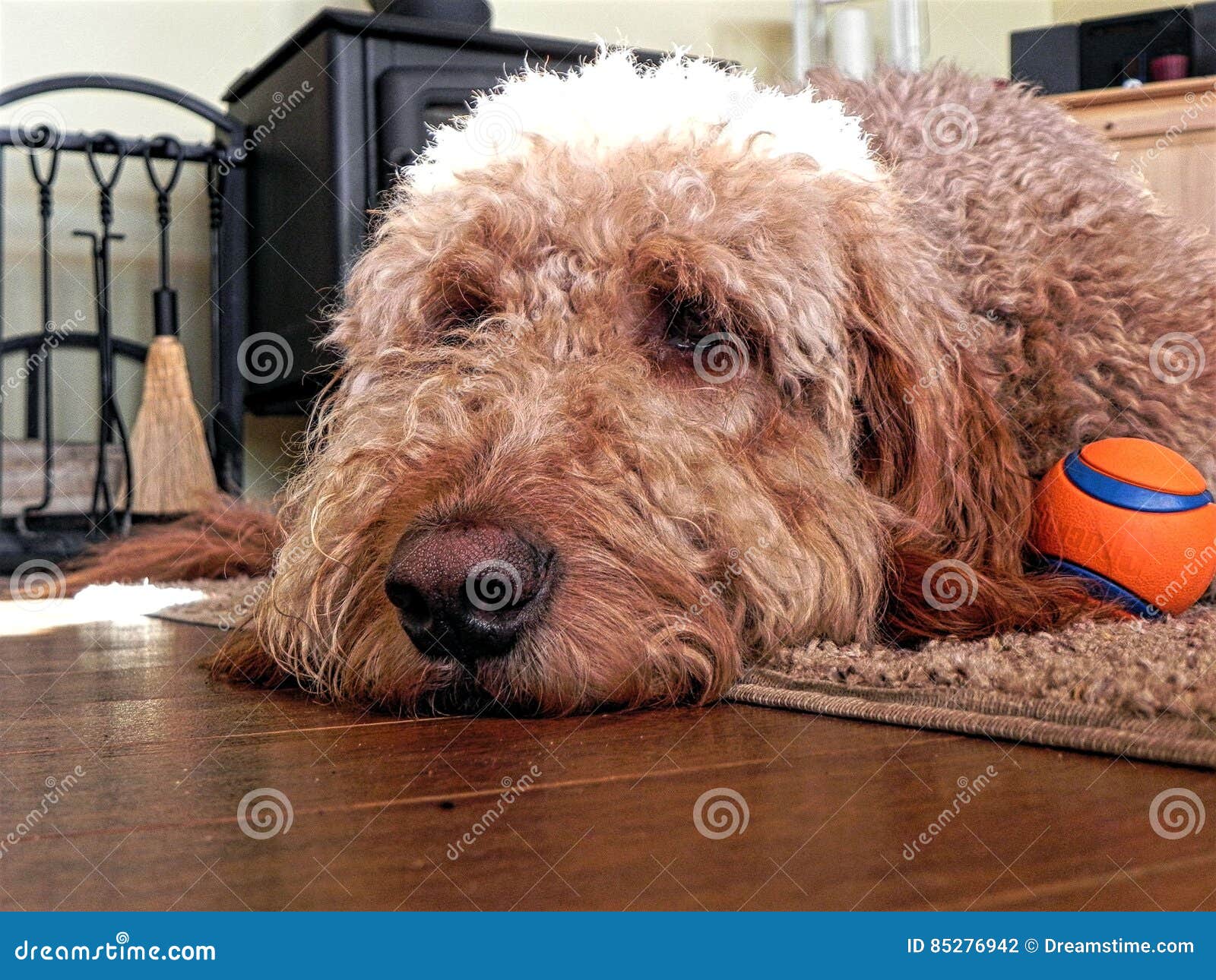 Tired Golden Doodle stock photo. Image of sleepy, tired - 85276942