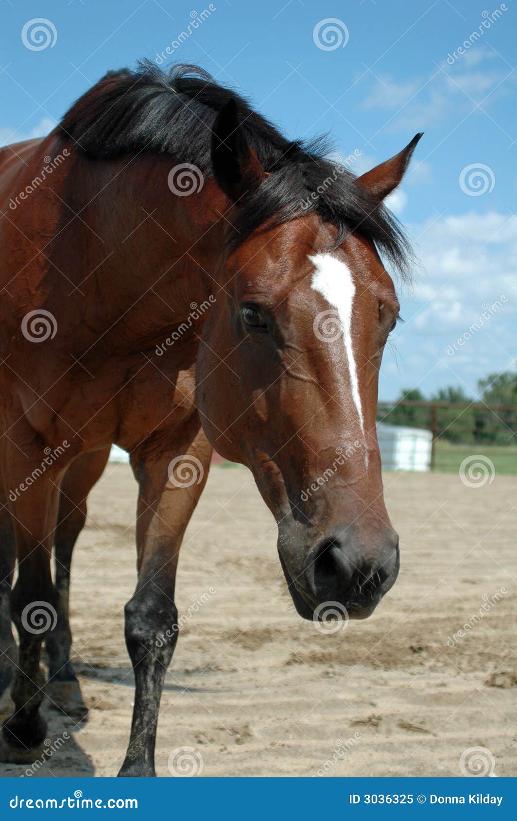 Tired Horse Picture. Image: 3036325