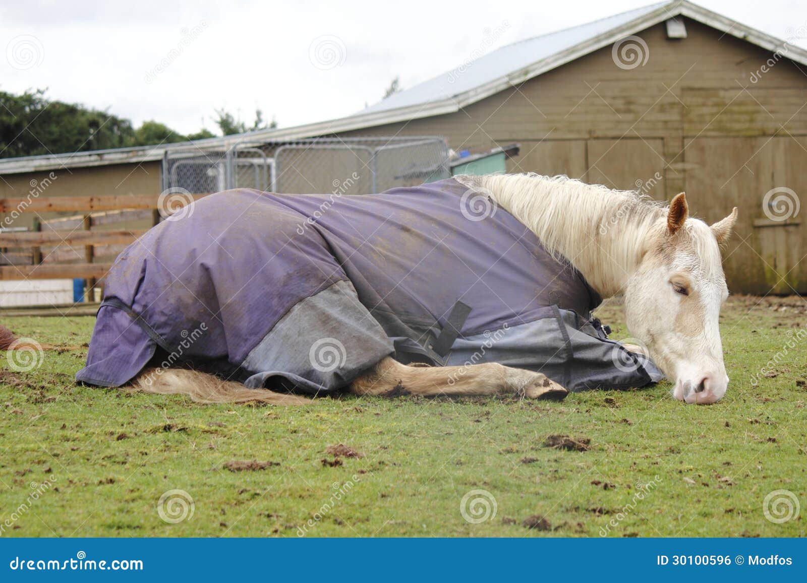 Tired Horse, Resting stock photo. Image of canvas, tired - 30100596