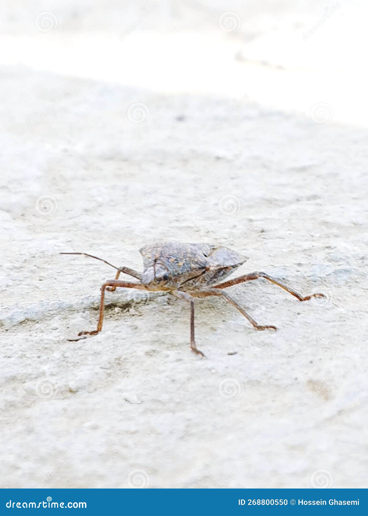 A tired insect thinking stock photo. Image of pest, beetle - 268800550