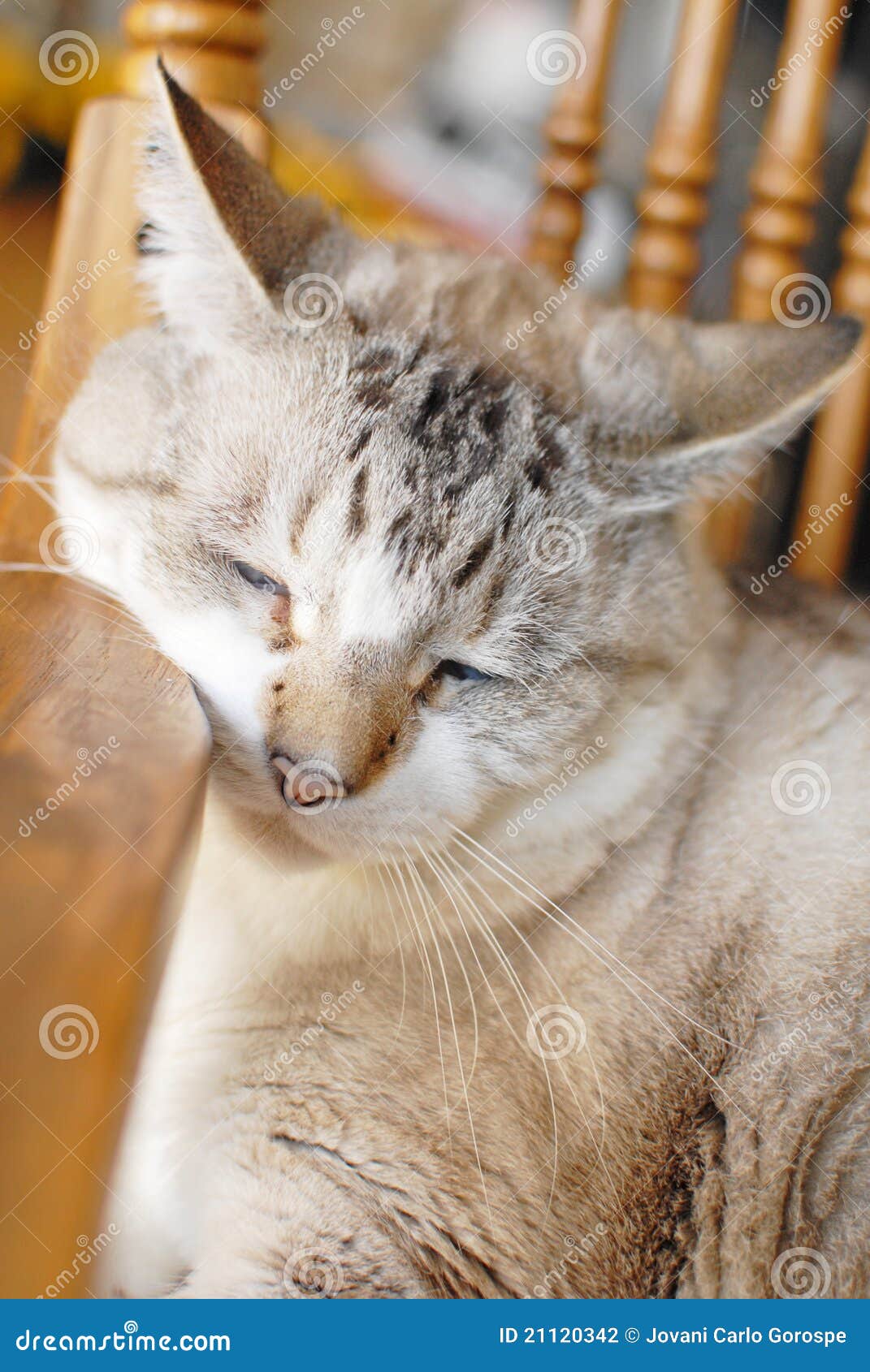 Tired Kitty stock photo. Image of blue, lazy, haired - 21120342