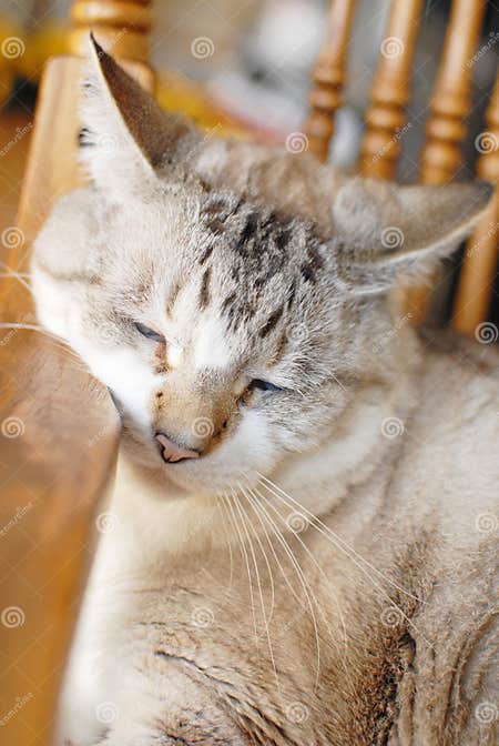 Tired Kitty stock photo. Image of blue, lazy, haired - 21120342