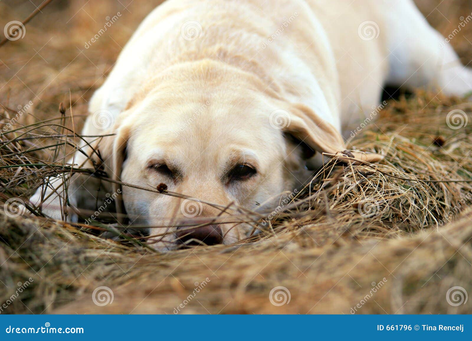 Tired Lab stock photo. Image of repose, lonely, portrait - 661796