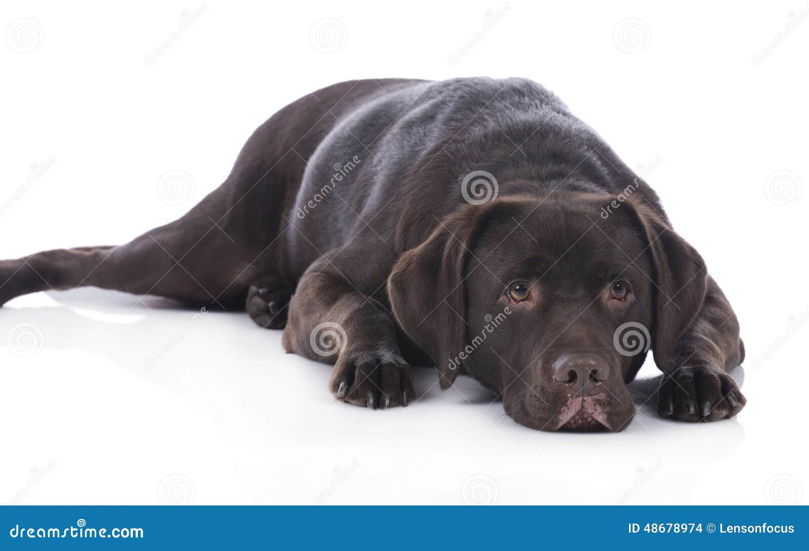 Tired labrador dog stock photo. Image of white, lazy - 48678974