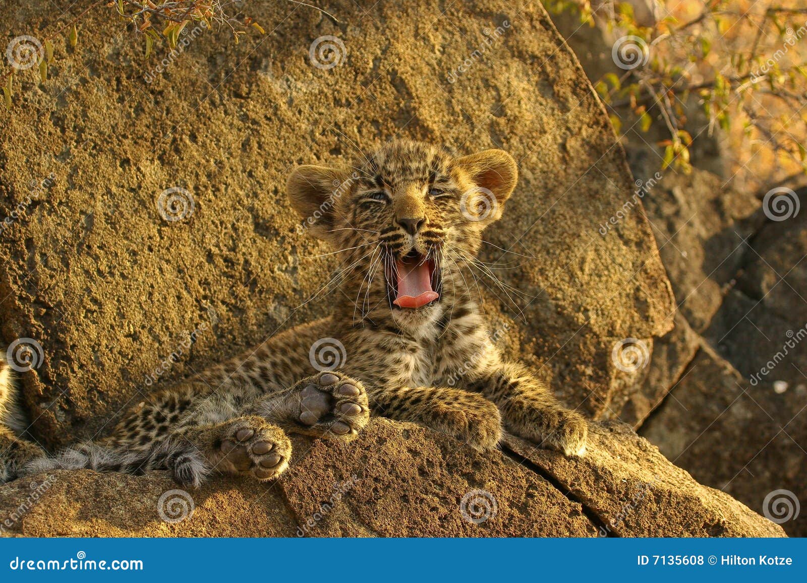Tired Leopard stock photo. Image of offspring, predator - 7135608